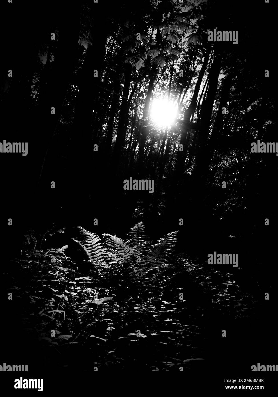 Mystical Black and White Stock Photos & Images - Alamy