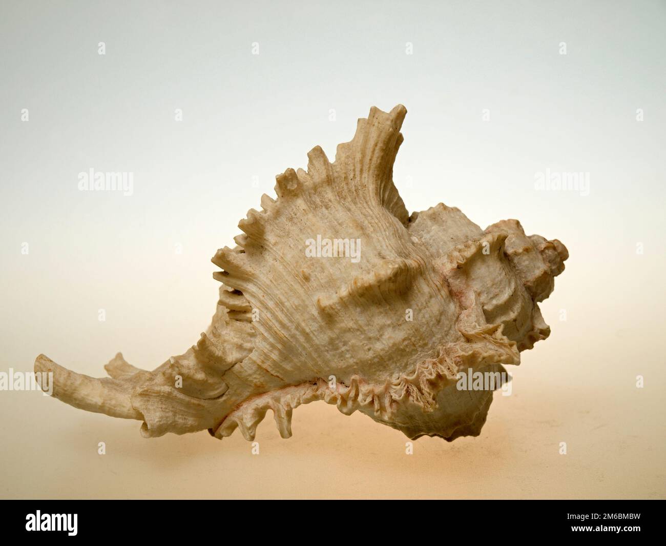 Animal shells hi-res stock photography and images - Alamy