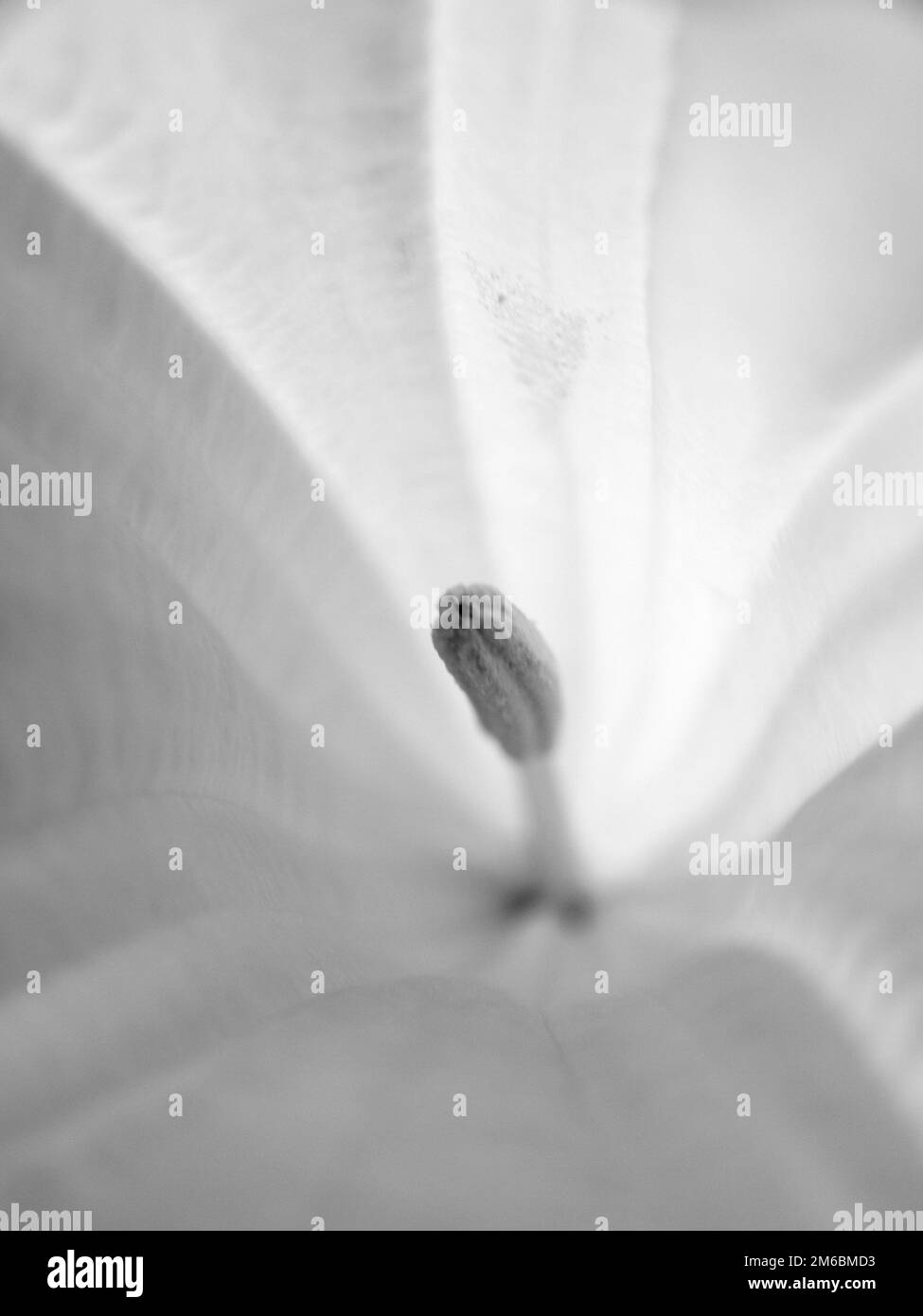 Tonal composition flower pistil hi-res stock photography and images - Alamy