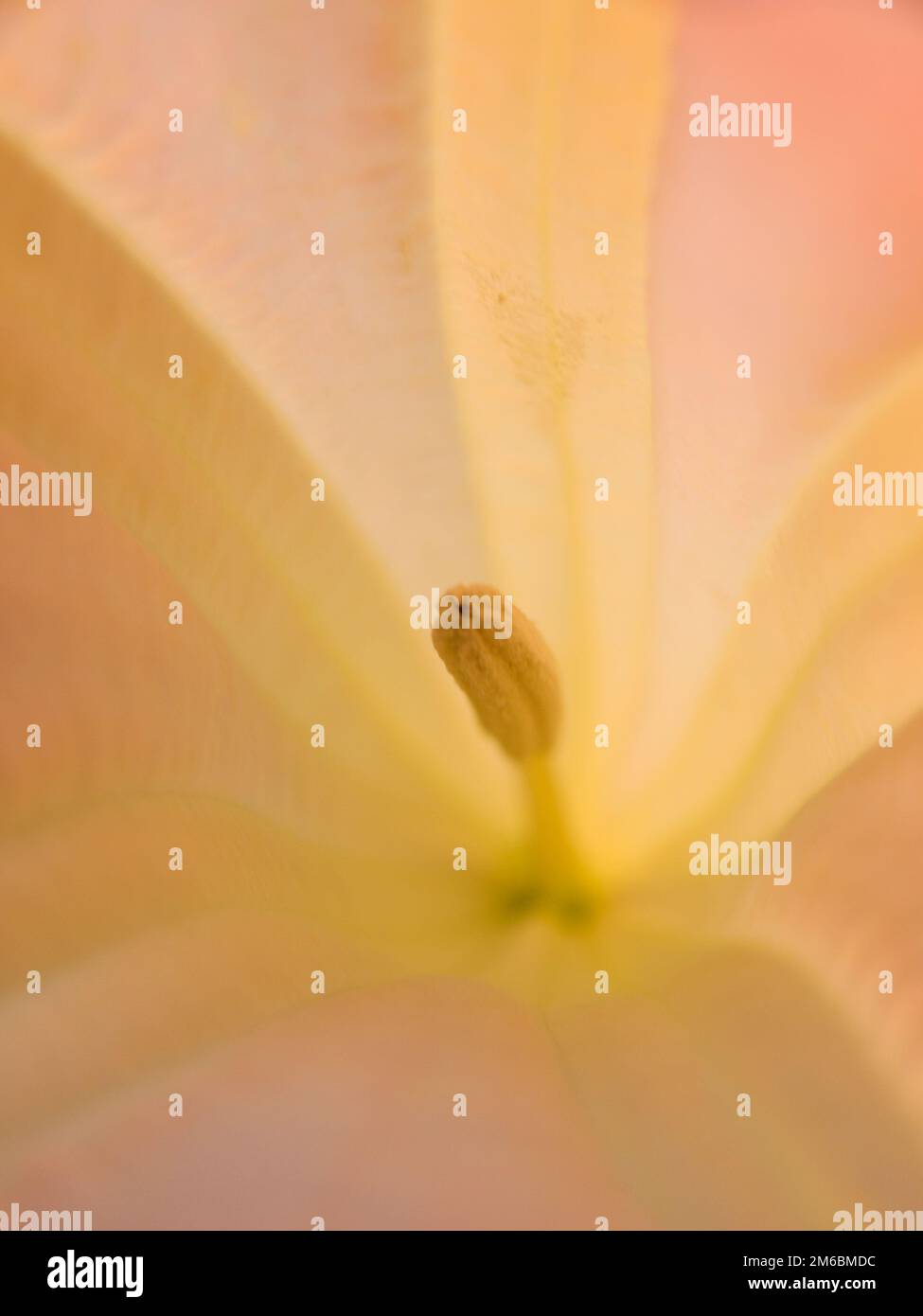 Tonal composition flower pistil hi-res stock photography and images - Alamy