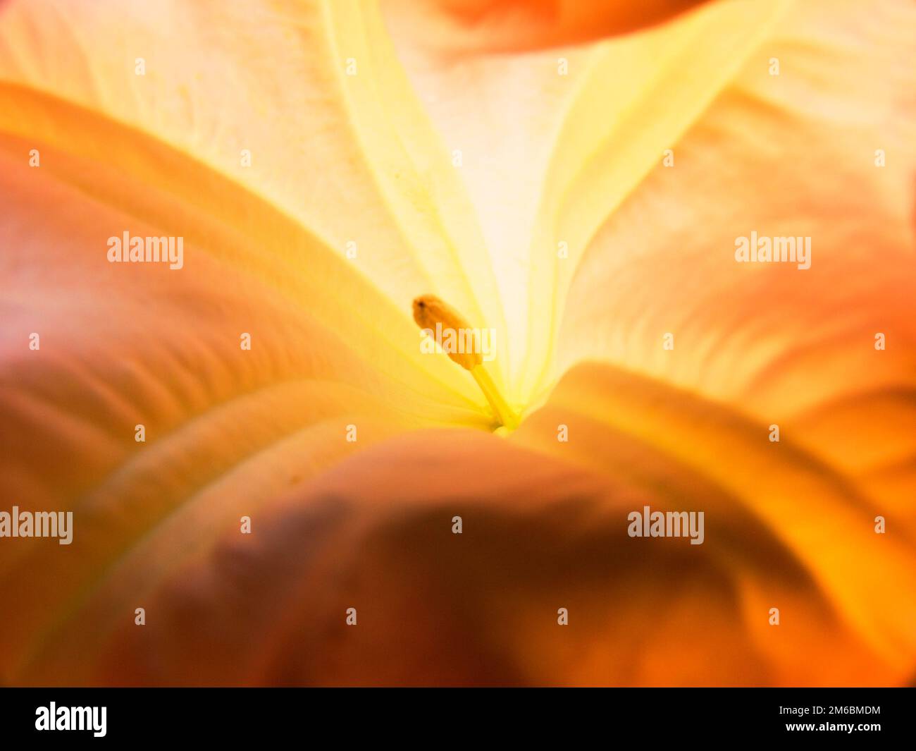 Tonal composition flower pistil hi-res stock photography and images - Alamy