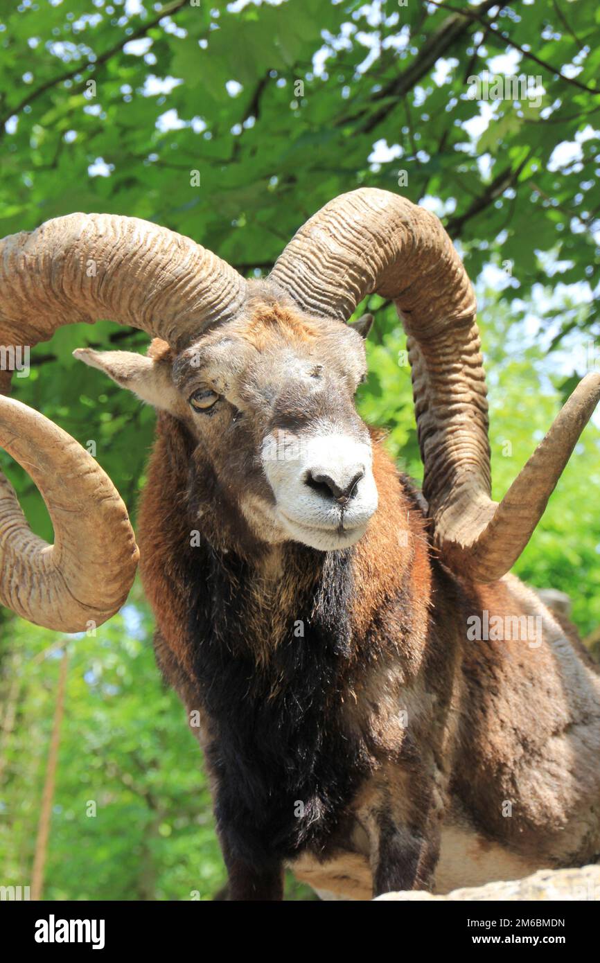 Ibex mountain top hi-res stock photography and images - Alamy