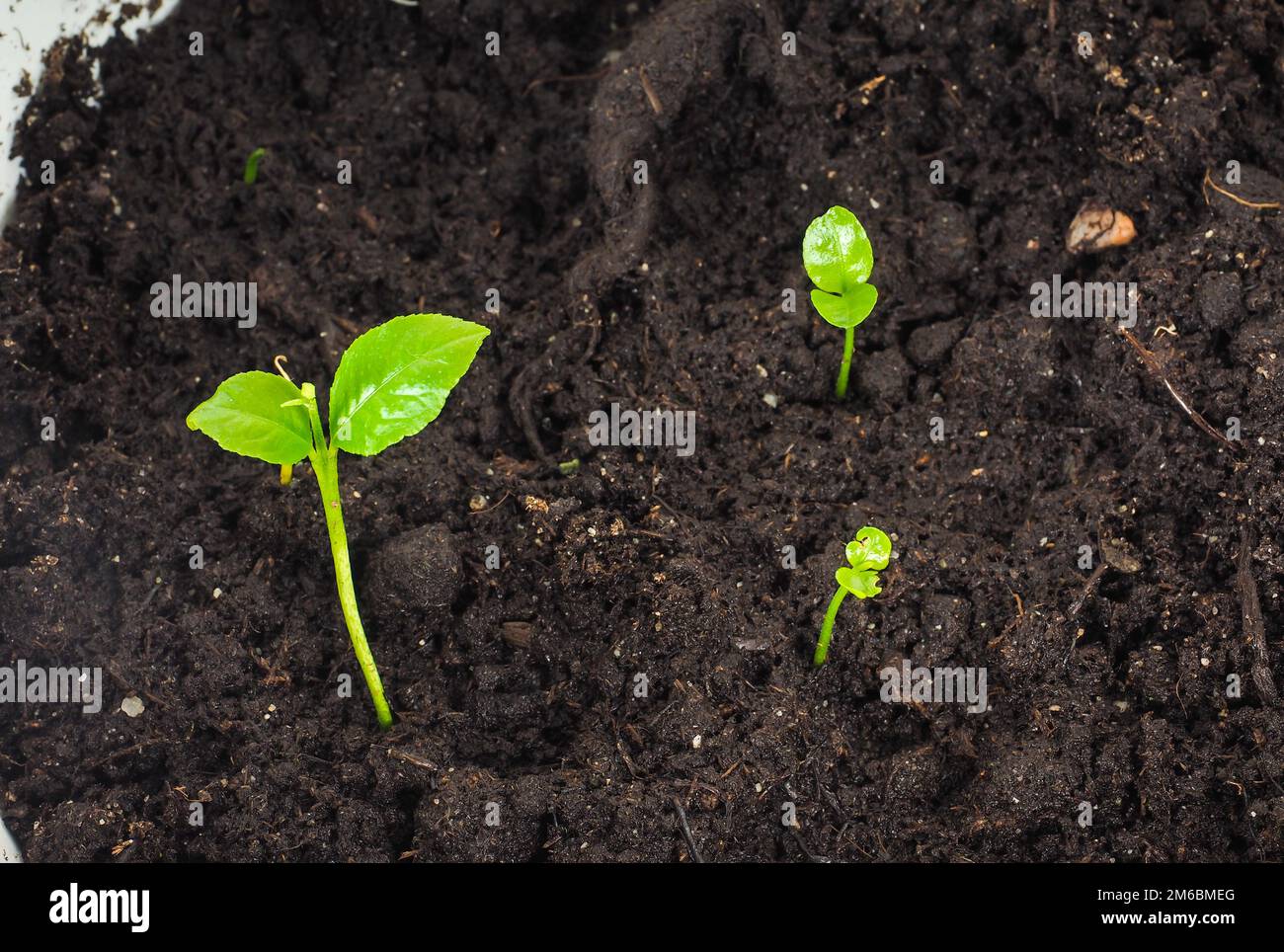 Young soil hi-res stock photography and images - Alamy