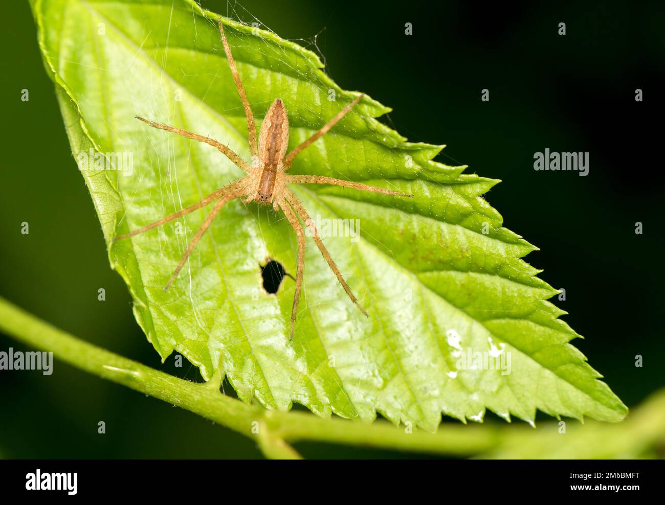 Macro spider jumping spiders hi-res stock photography and images - Alamy