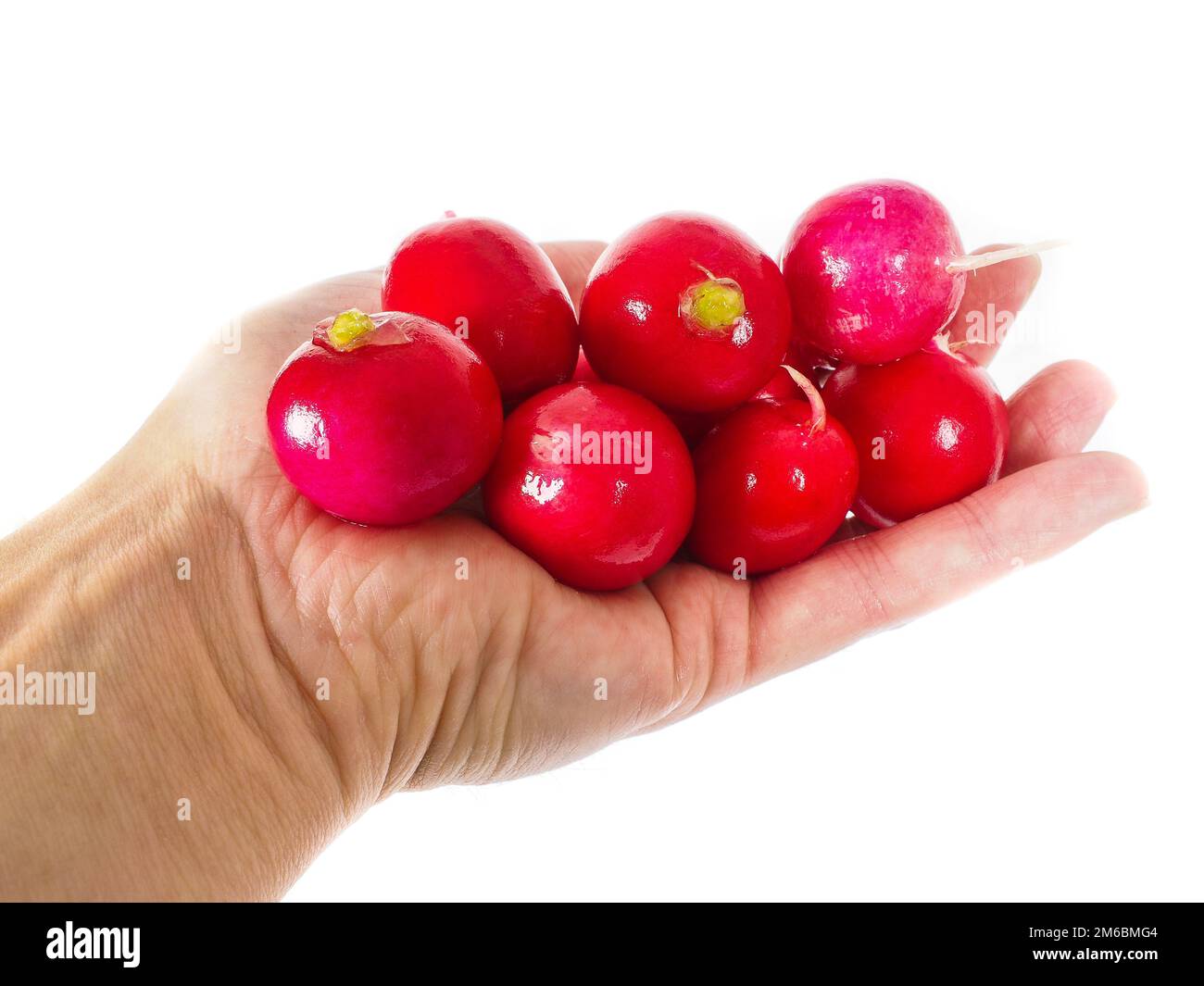 Person holding pile of ripe radish on white Stock Photo - Alamy