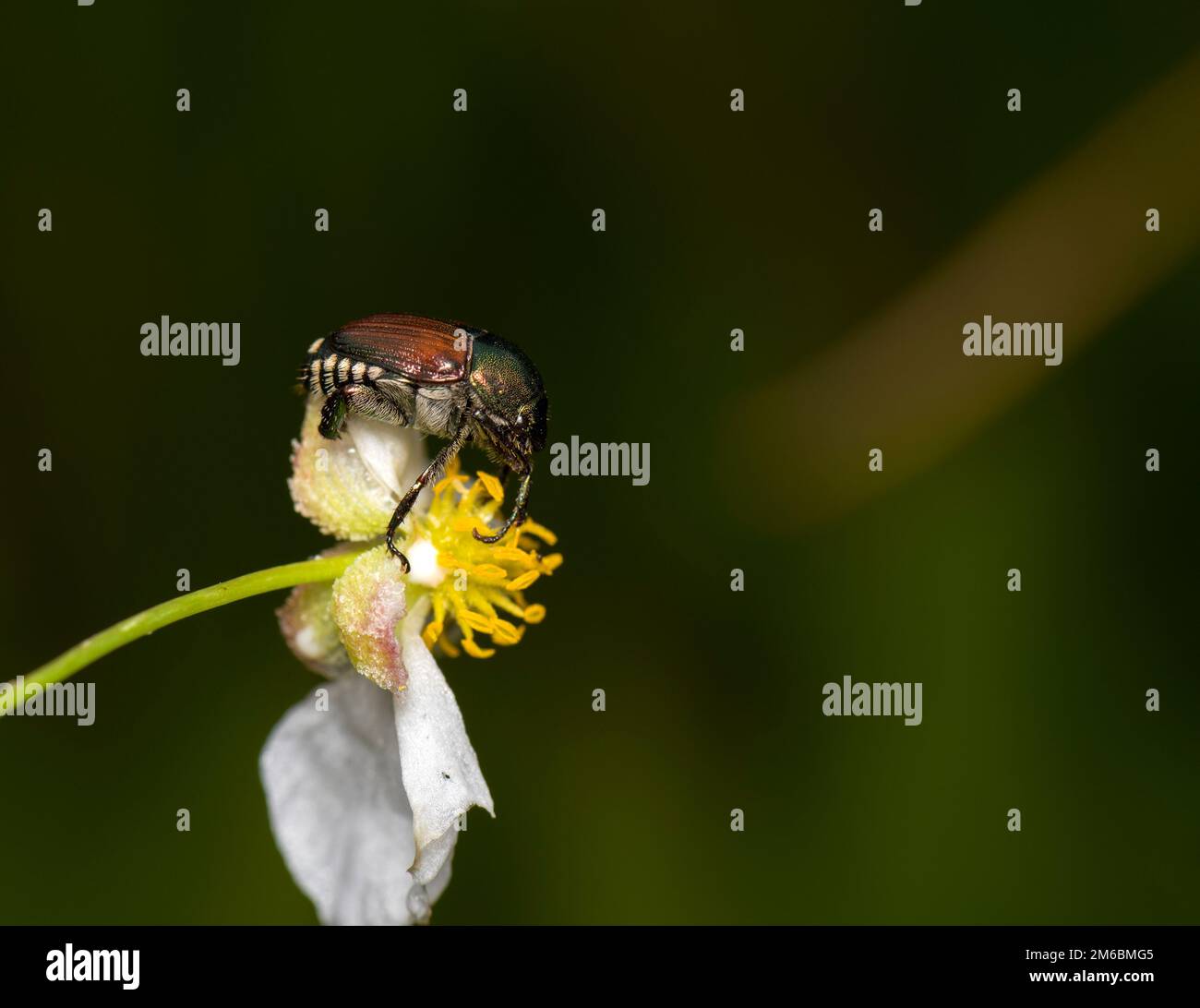 Japanese green beetle hi-res stock photography and images - Alamy