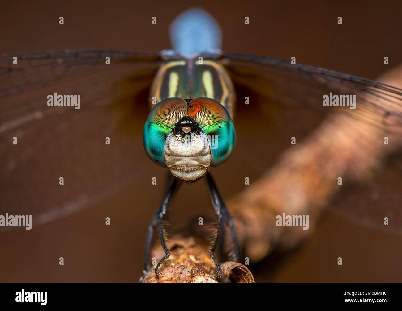 Dragon fly compound eyes hi-res stock photography and images - Alamy