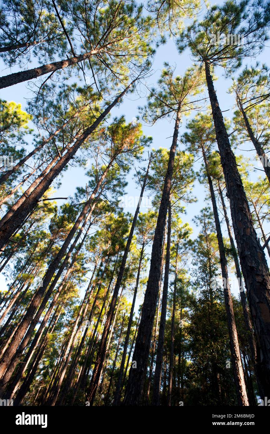 Canopy trees hi-res stock photography and images - Alamy
