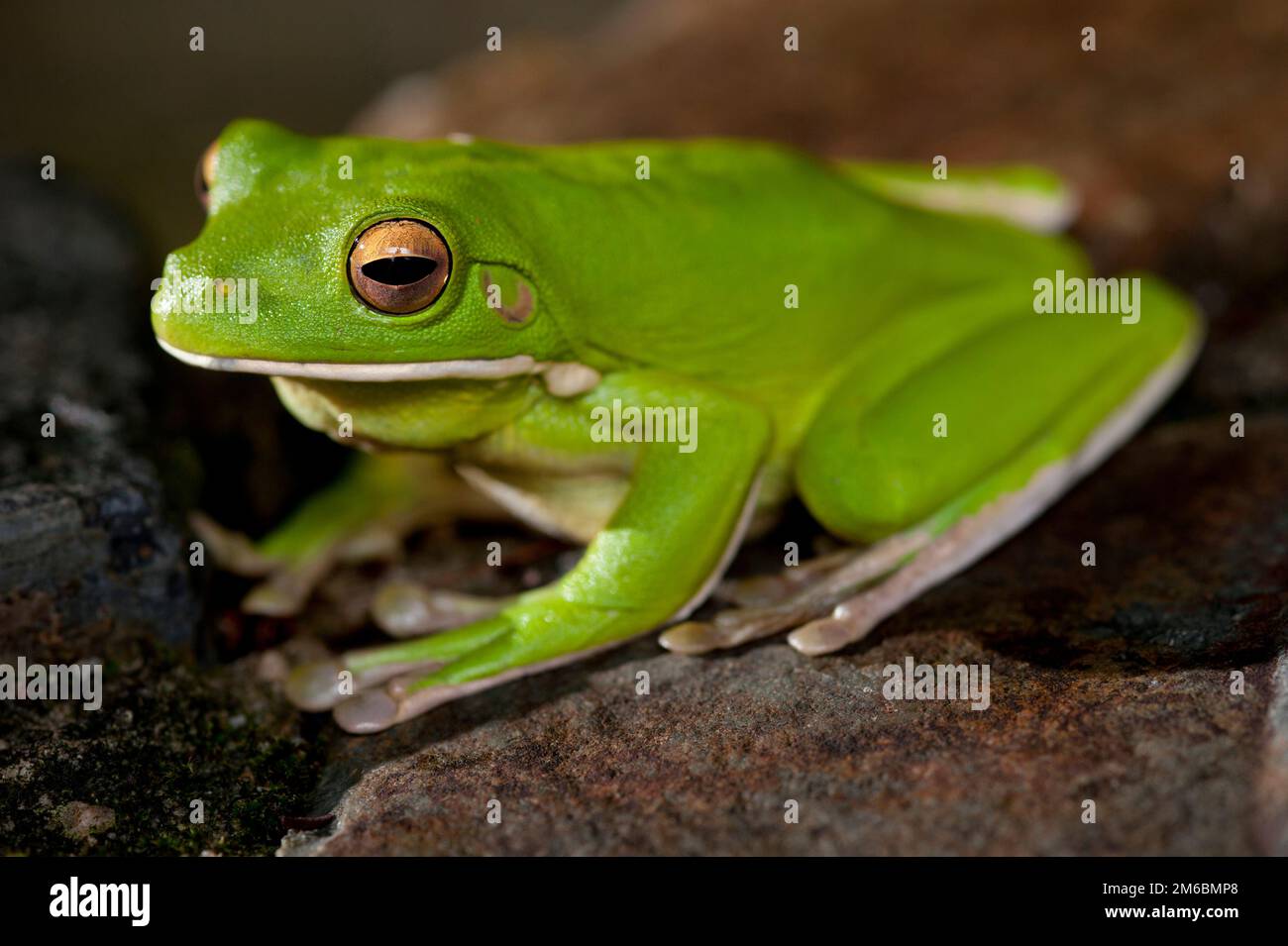 Single little green tree frog Stock Photo - Alamy