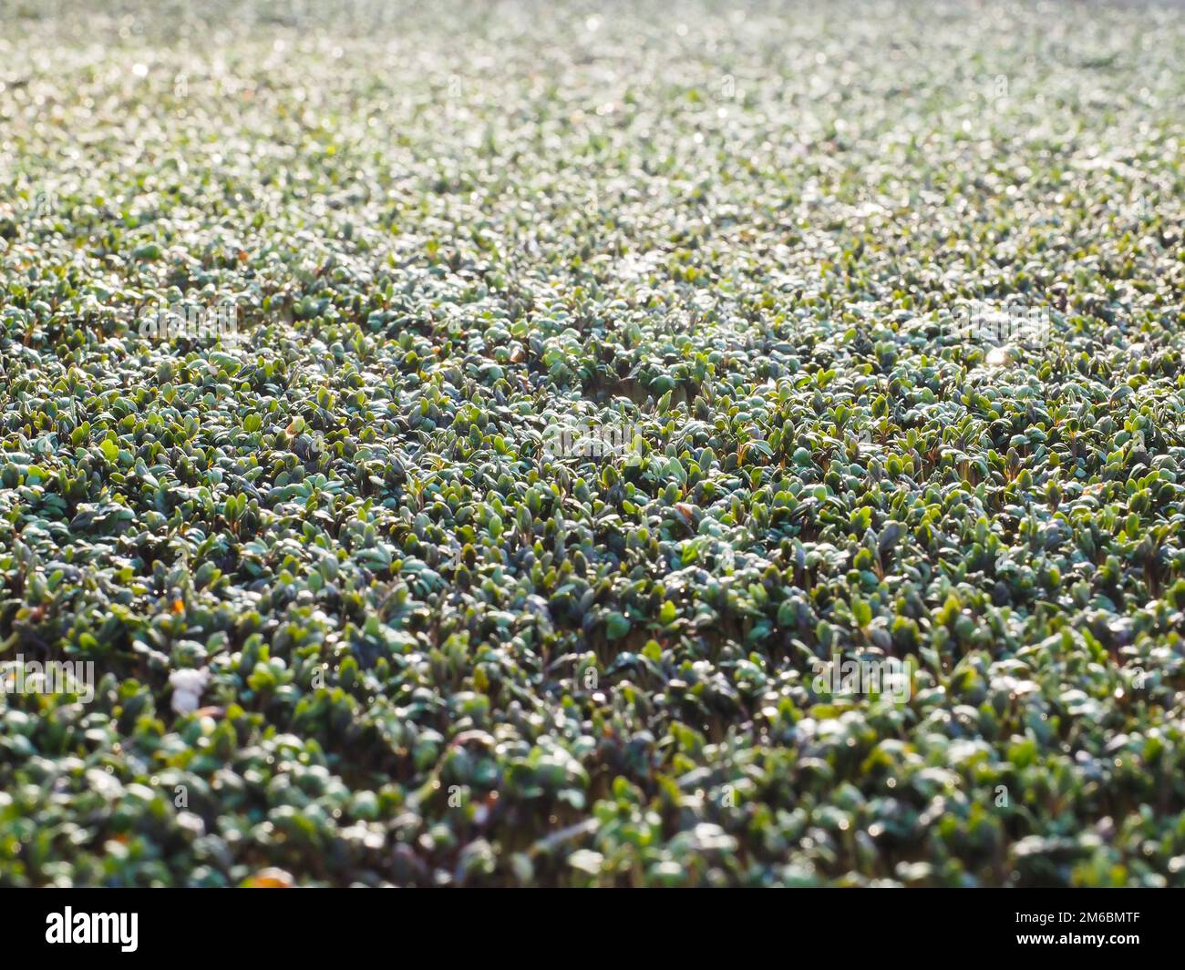 Watercress in a greenhouse, up close Stock Photo - Alamy