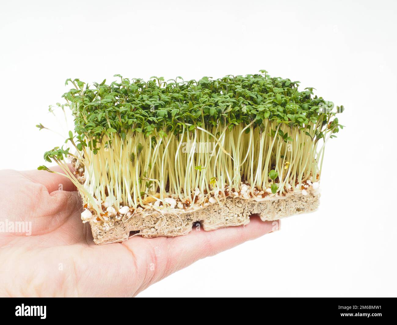 Watercress plant in white hi-res stock photography and images - Alamy