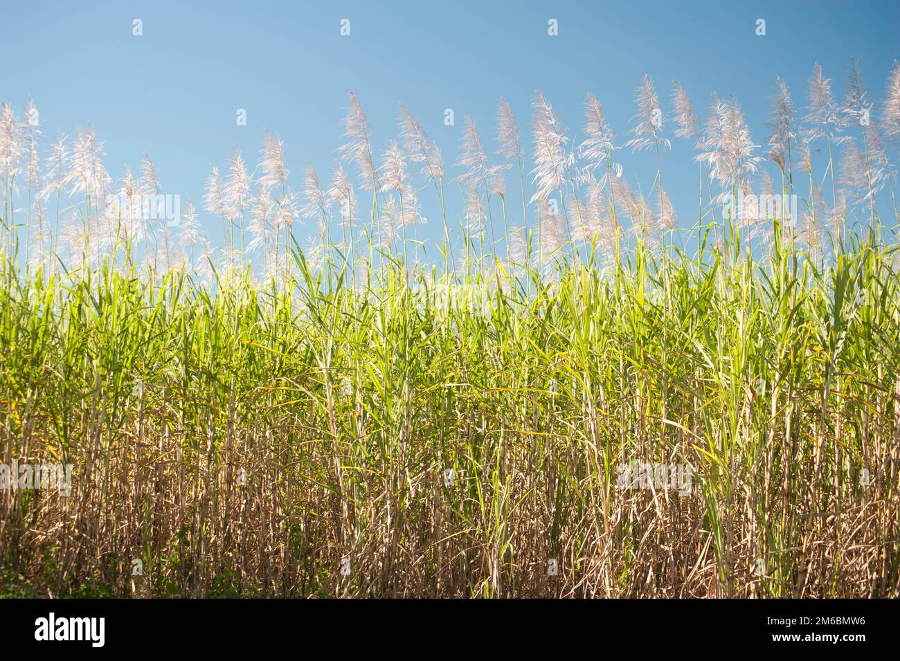 Sugar cane harvest cultivation hi-res stock photography and images - Alamy