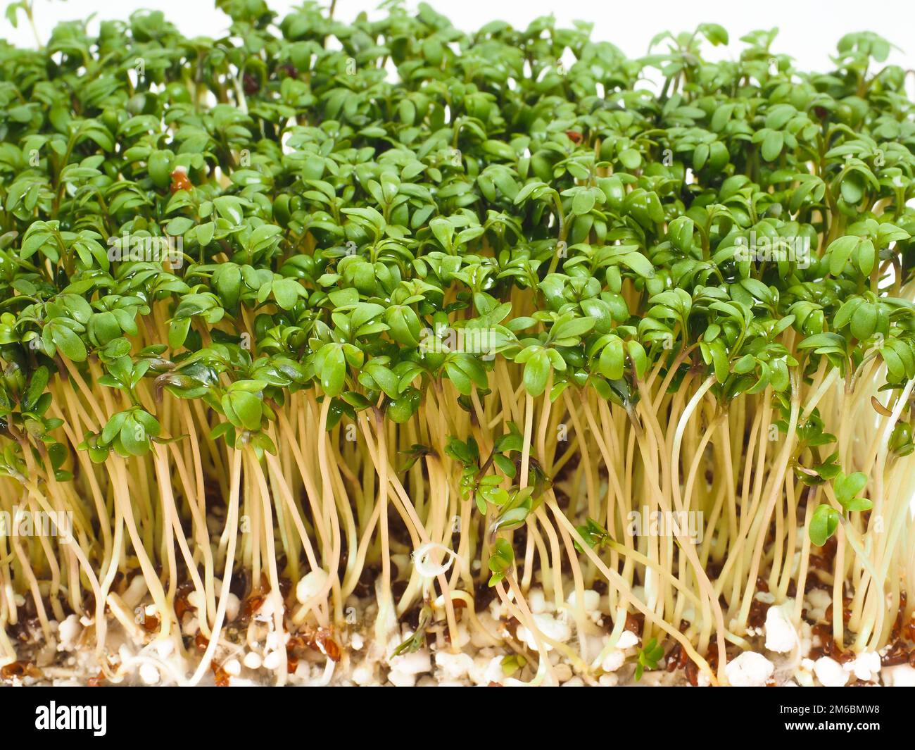 Watercress at extreme closeup Stock Photo - Alamy