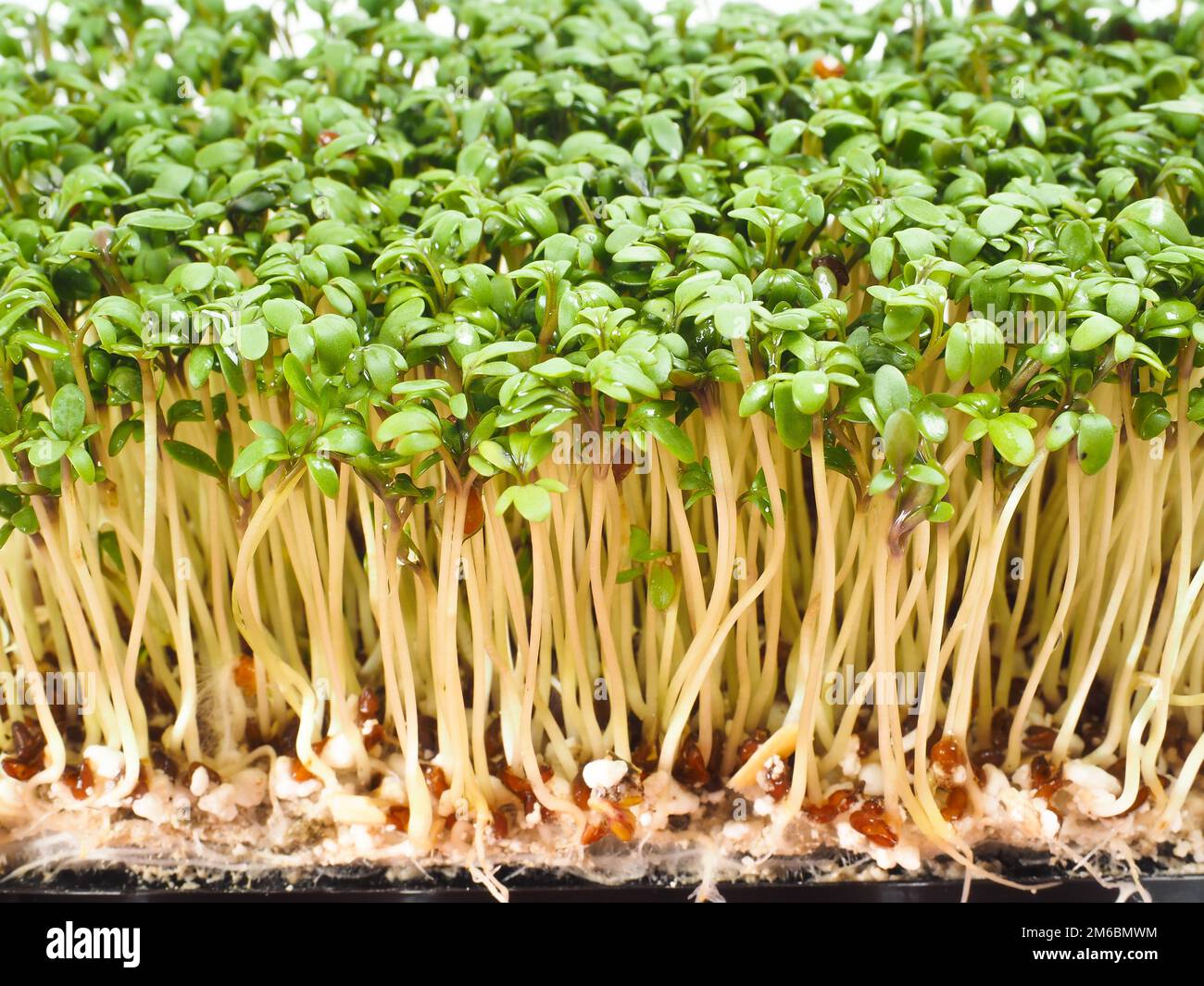 Watercress at extreme closeup Stock Photo - Alamy