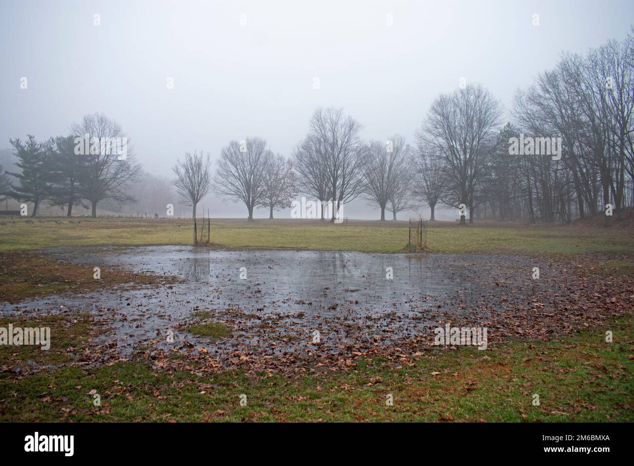 Barren oak trees on a foggy morning, with their reflections visible in ...