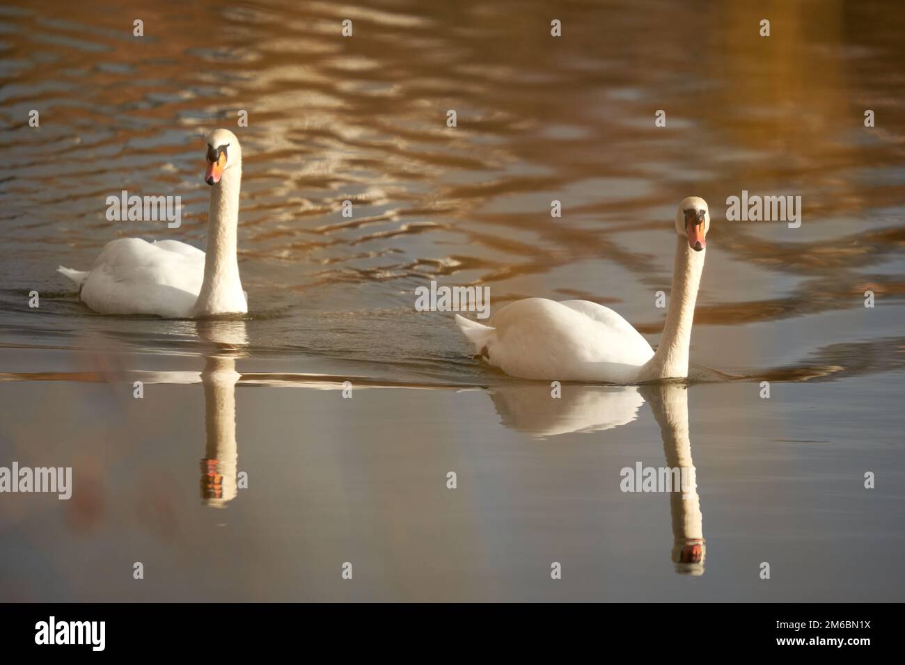 A closeup shot of the mute swans (Cygnus olor Stock Photo - Alamy
