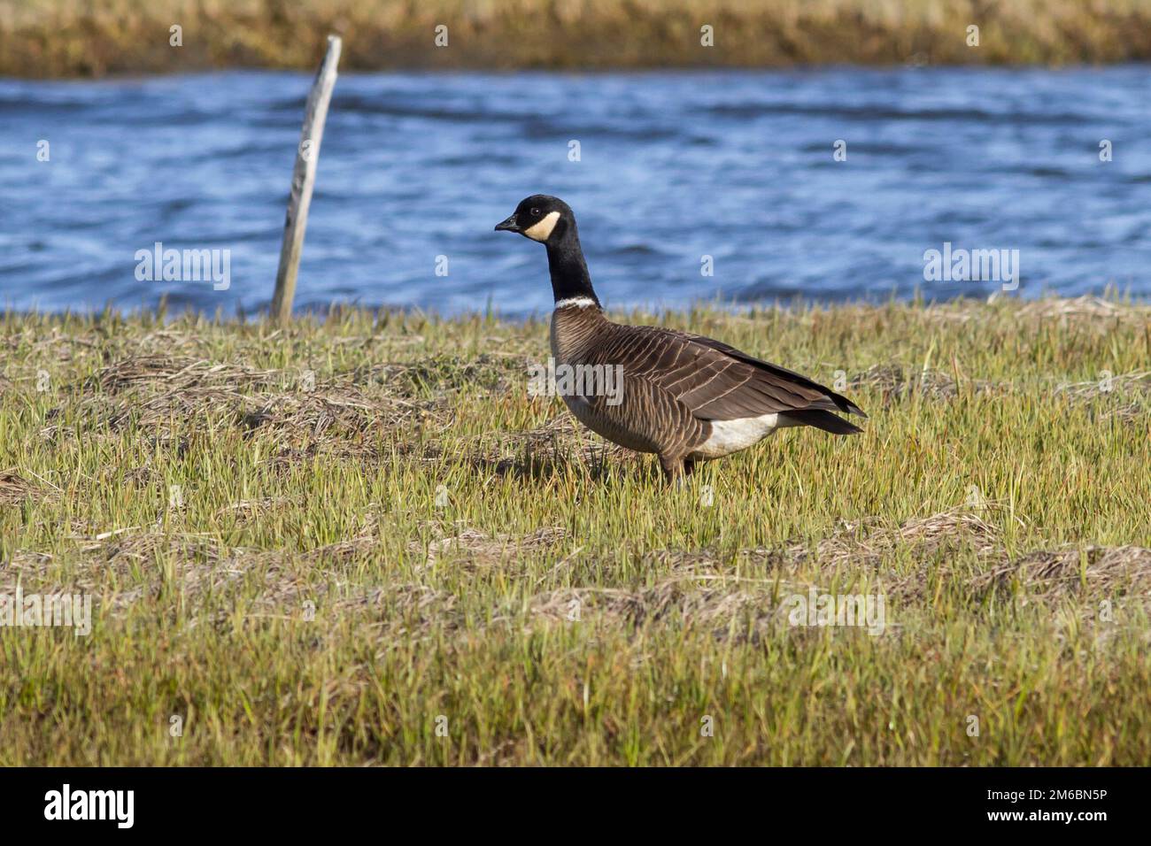Aleutian commander islands hi-res stock photography and images - Alamy