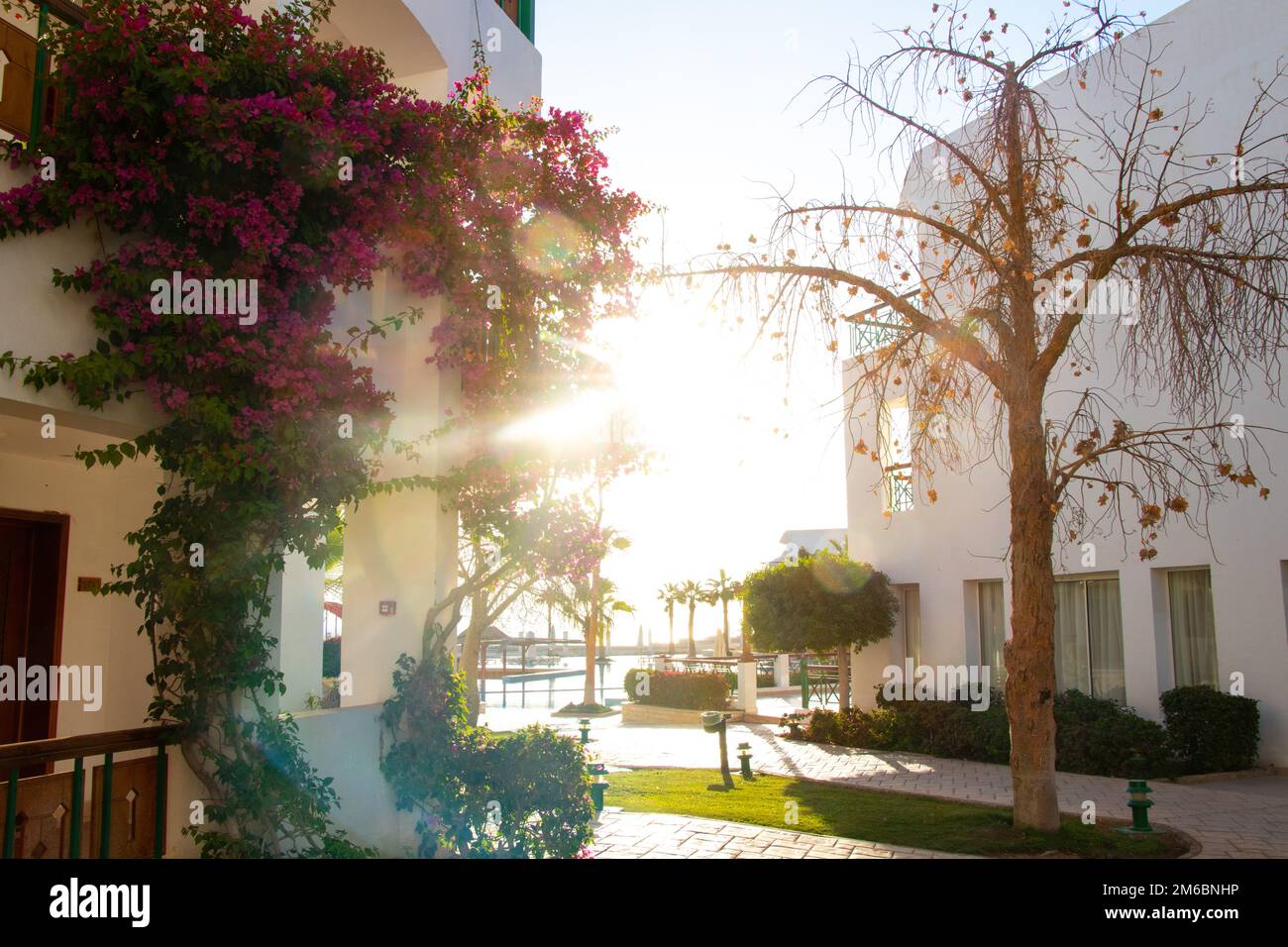 Sharm el sheikh palm trees hi-res stock photography and images - Alamy