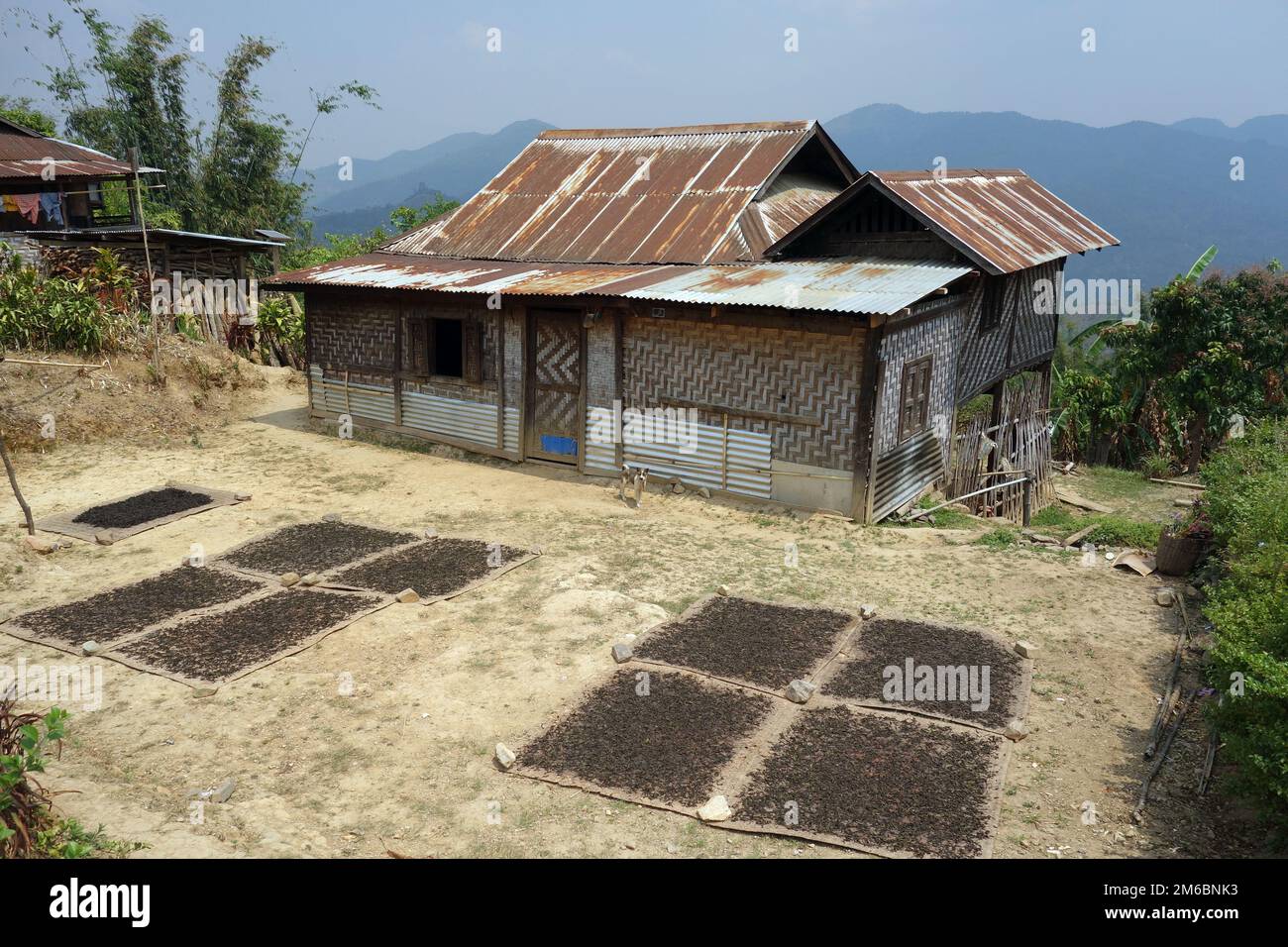 Drying tea leaves Stock Photo - Alamy