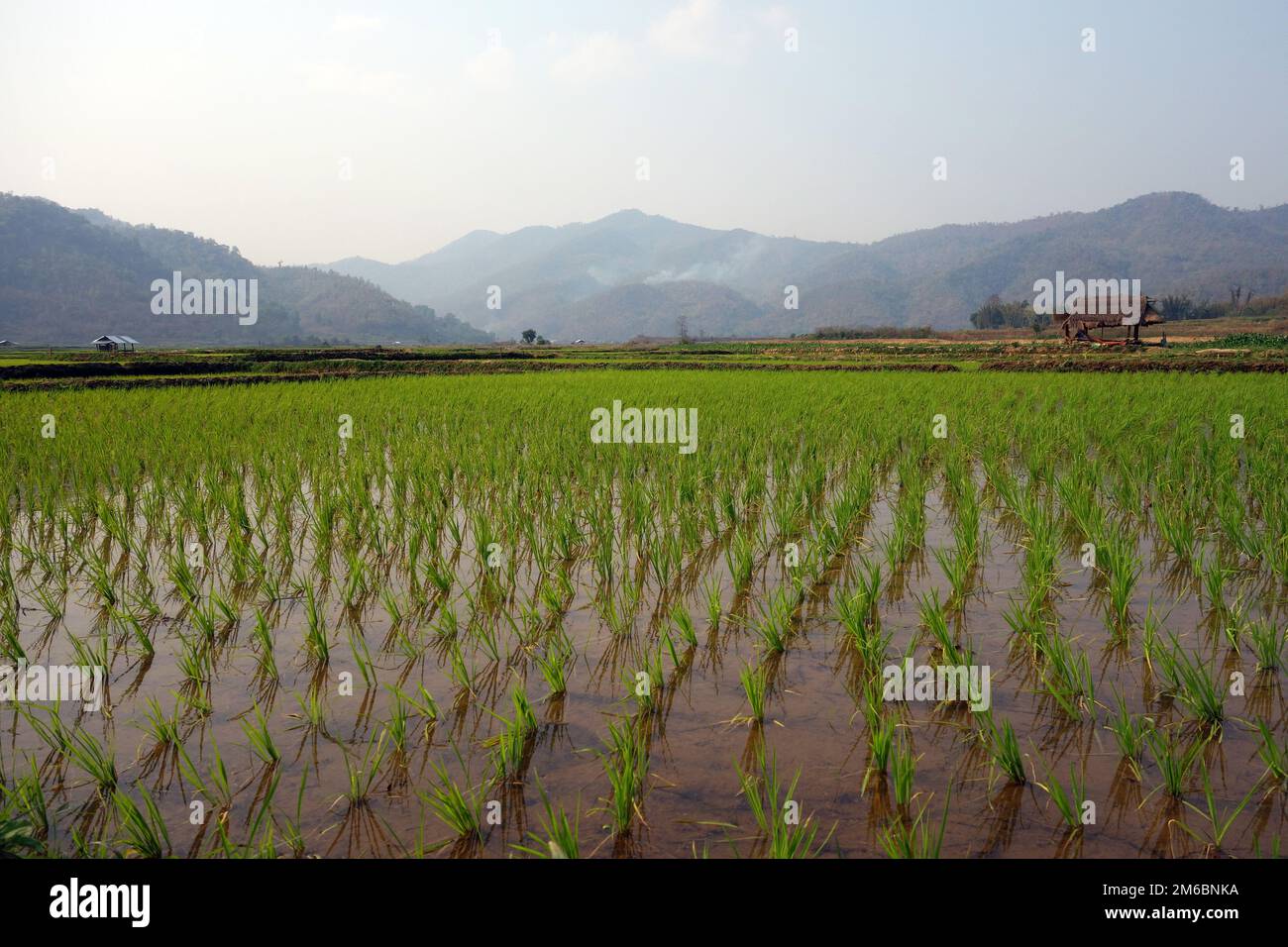 Rice fields in myanmar Stock Photo - Alamy