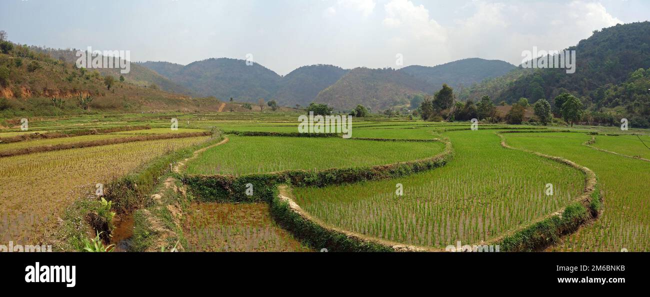 Rice fields in myanmar Stock Photo - Alamy