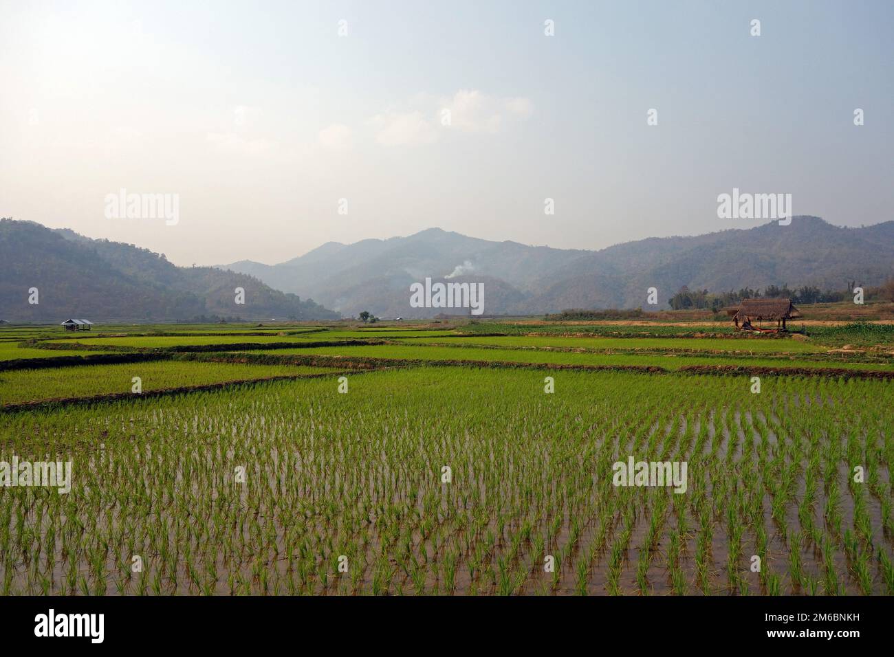 Rice fields in myanmar Stock Photo - Alamy