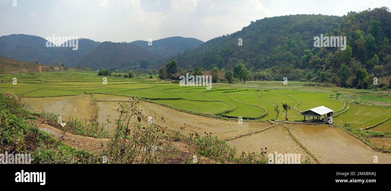 Rice fields in myanmar Stock Photo - Alamy