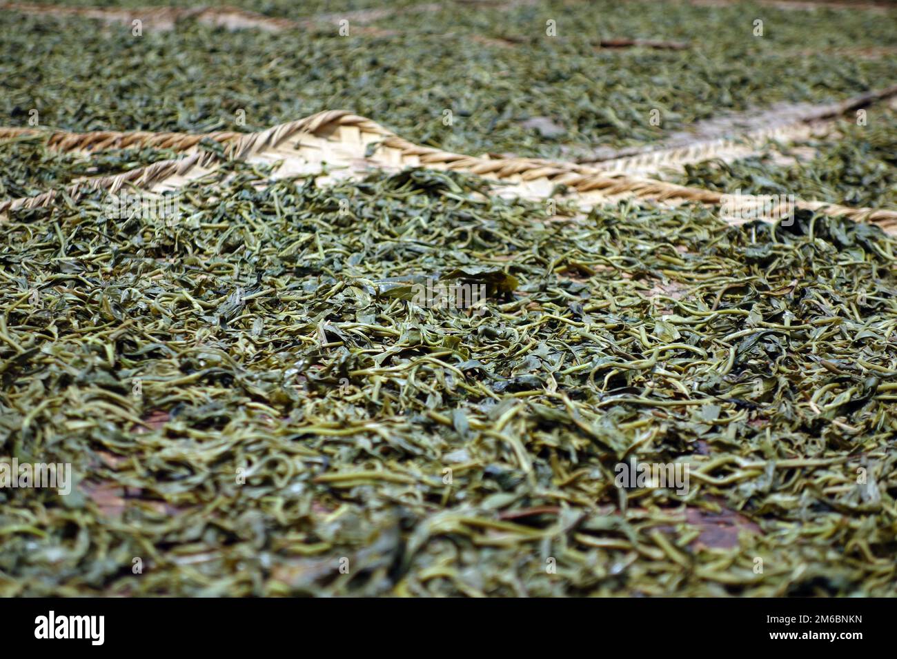 Drying tea leaves Stock Photo - Alamy