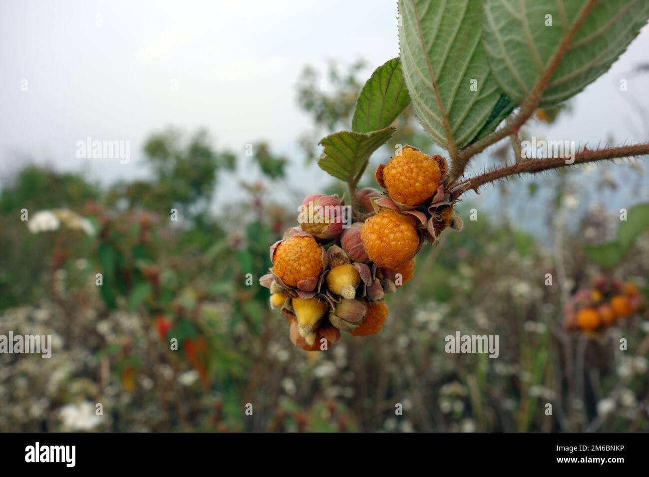 Yellow raspberry on bush hi-res stock photography and images - Alamy