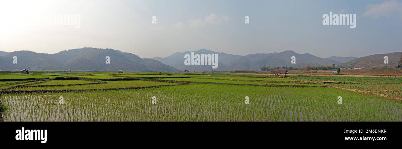 Rice fields in myanmar Stock Photo - Alamy