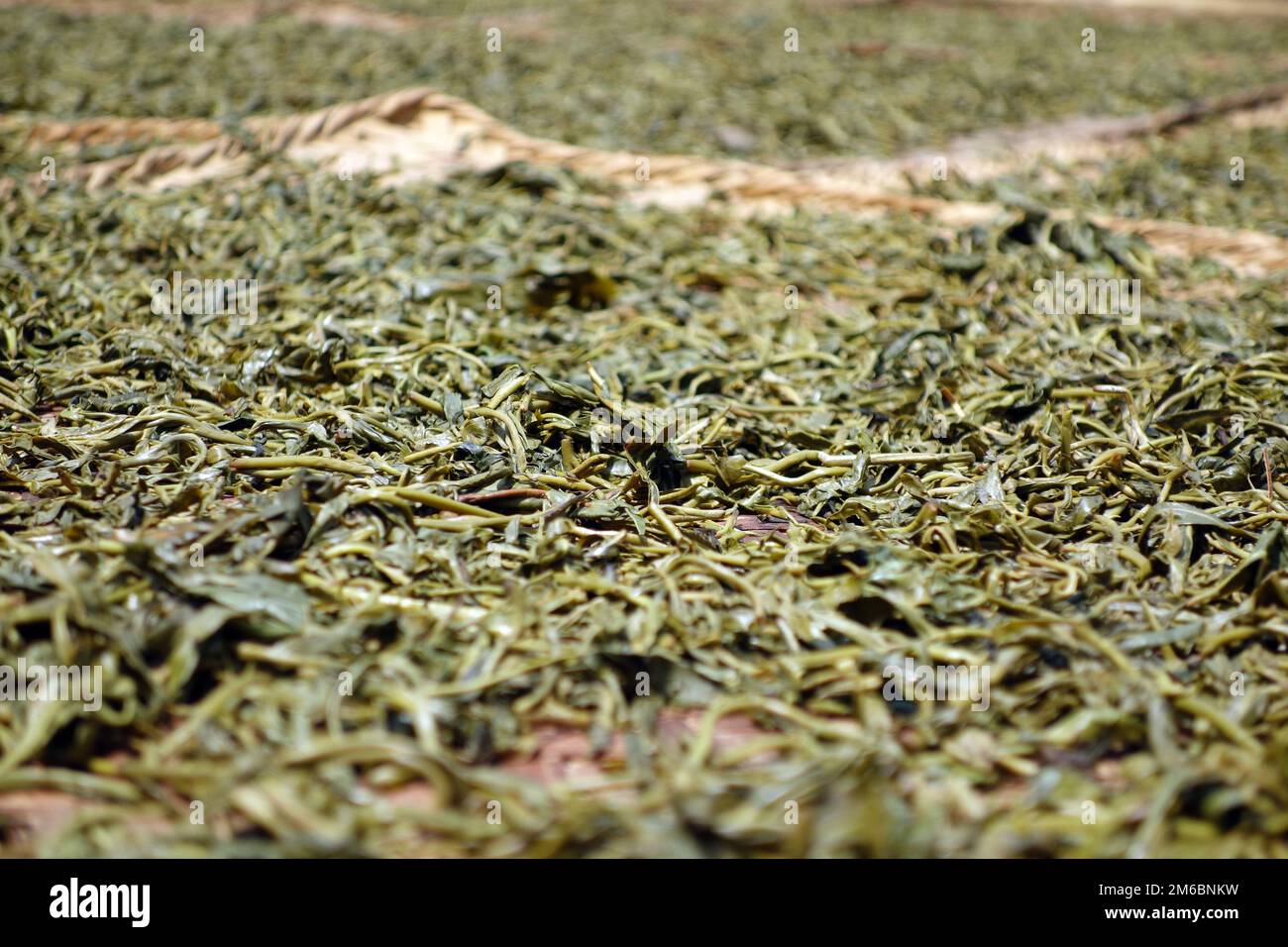 Drying tea leaves Stock Photo - Alamy