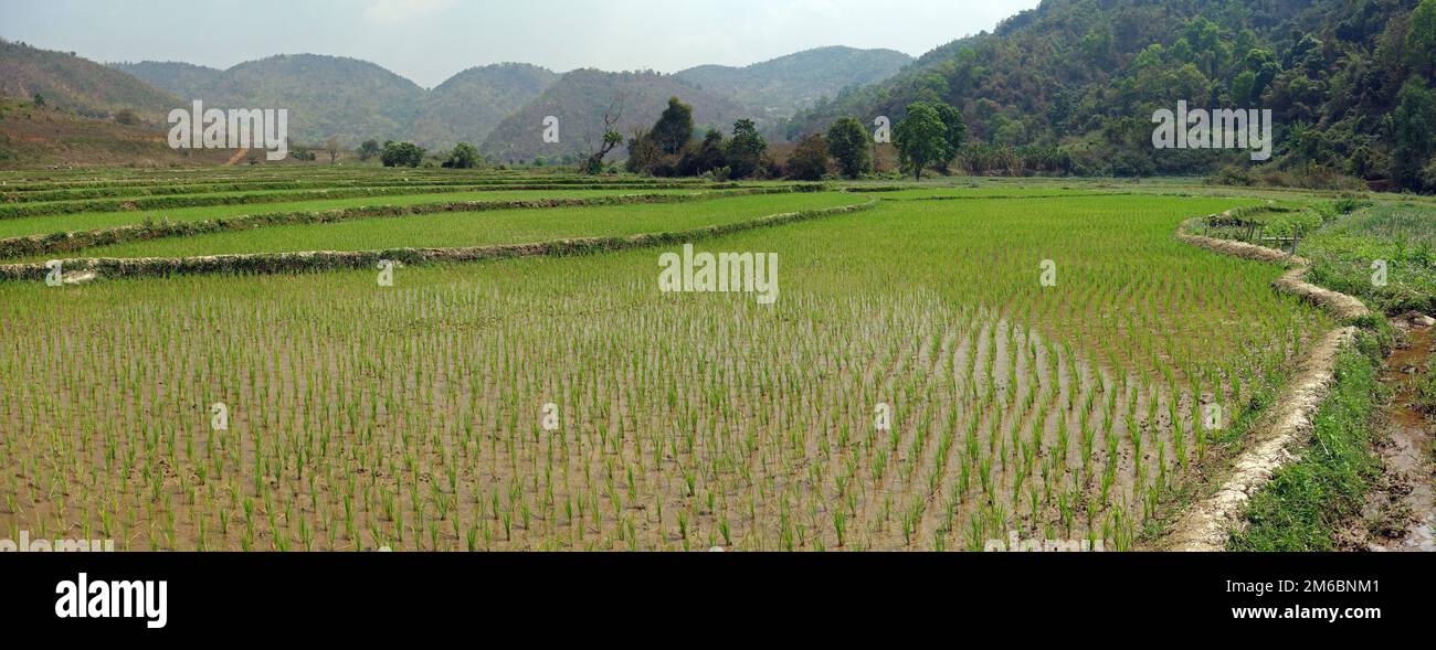 Rice fields in myanmar Stock Photo - Alamy
