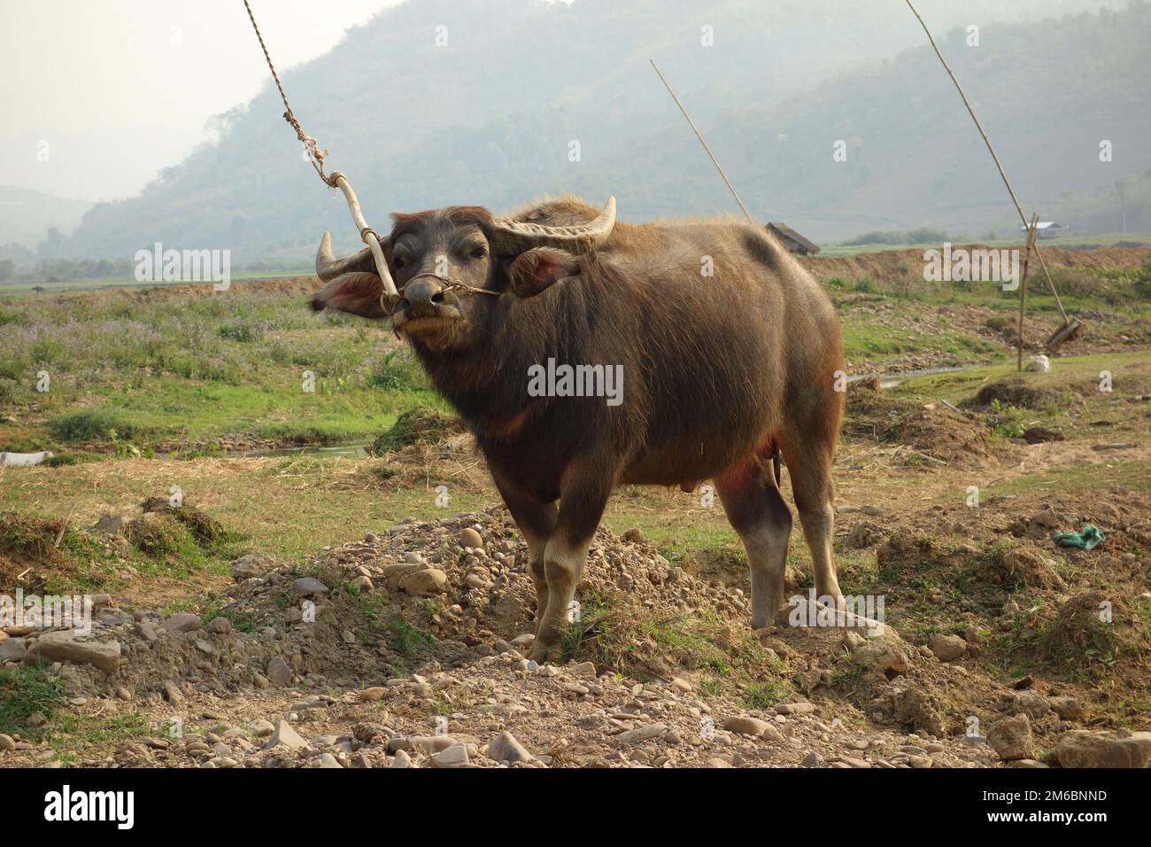 Water buffalo in a rice field Stock Photo - Alamy