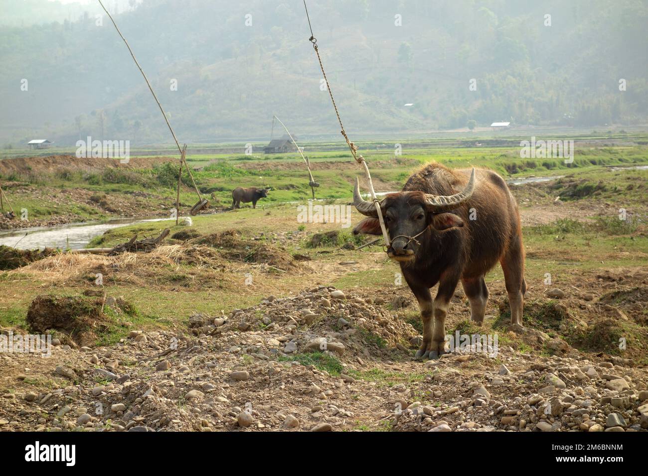 Water buffalo in a rice field Stock Photo - Alamy