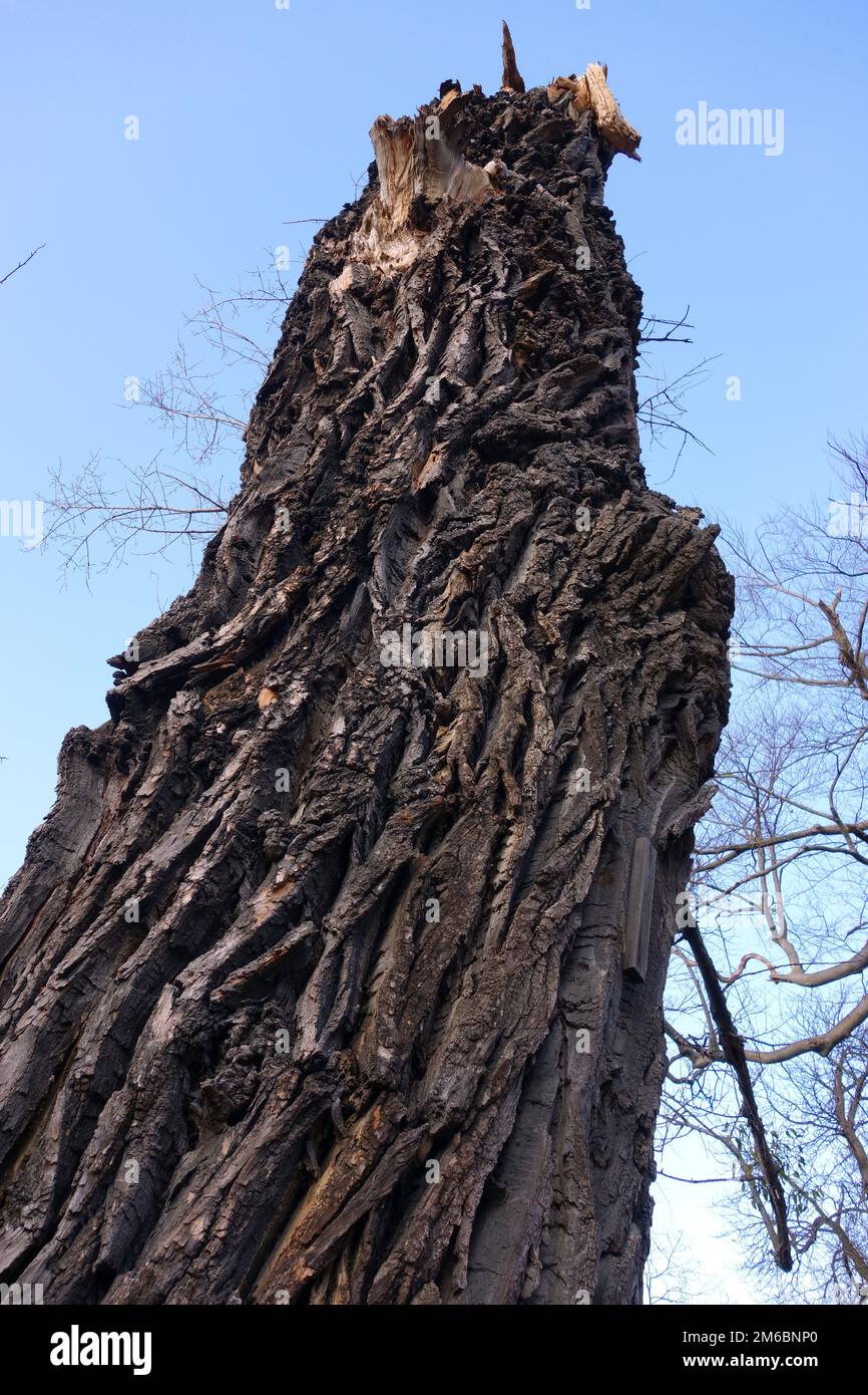 View from an ancient trunk of a tree Stock Photo - Alamy