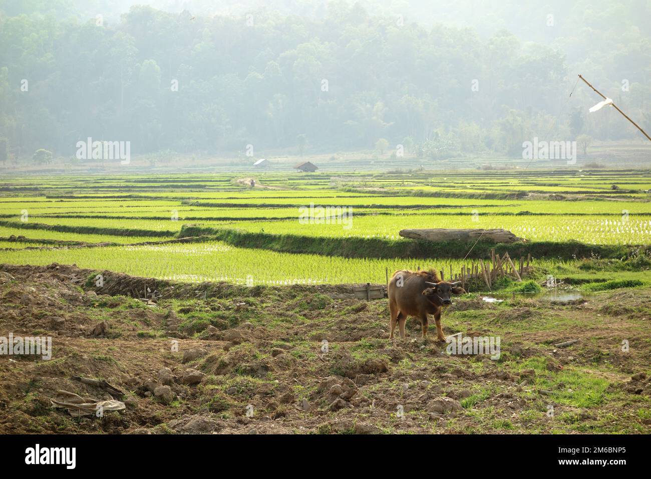 Vietnam water buffalo rice hi-res stock photography and images - Alamy