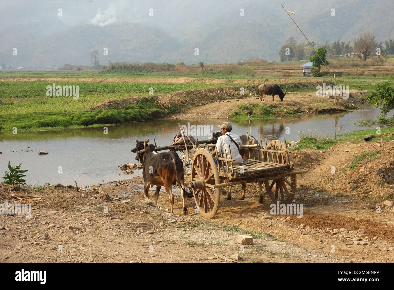 Farmer working in the field with water buffalo Stock Photo - Alamy