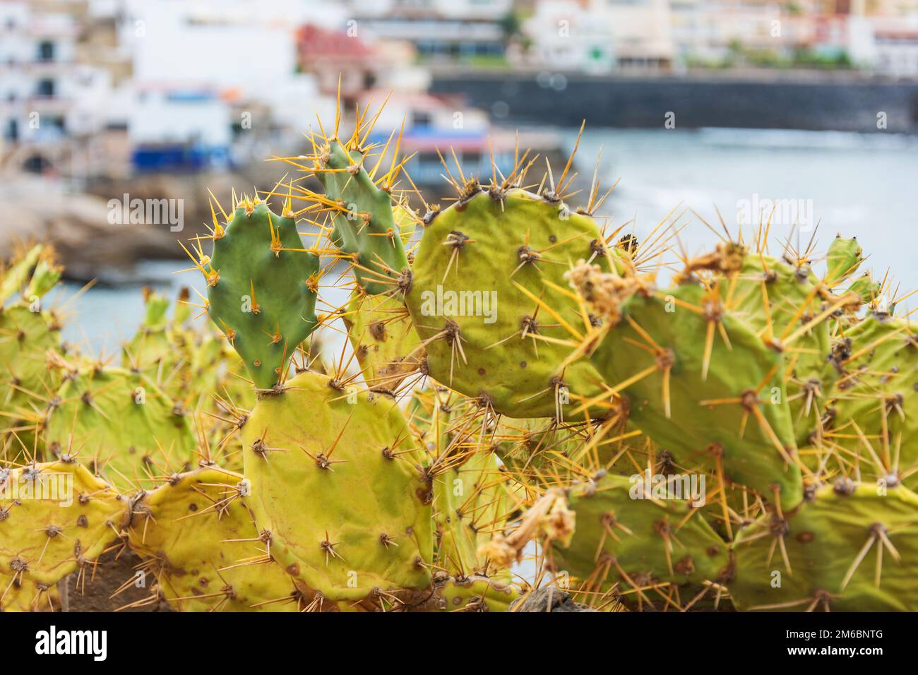 Cacti growing among the rocks of volcanic rock on the island of ...