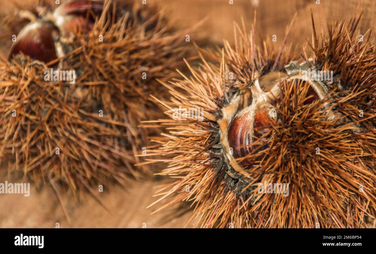 Chestnut in prickly shell hi-res stock photography and images - Alamy