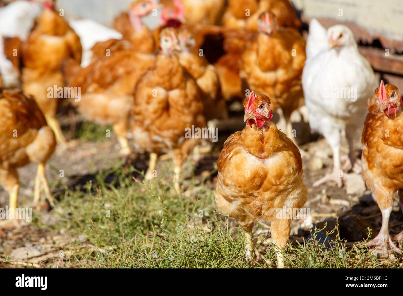 Flock of chickens roam freely in a lush green paddock of an organic ...