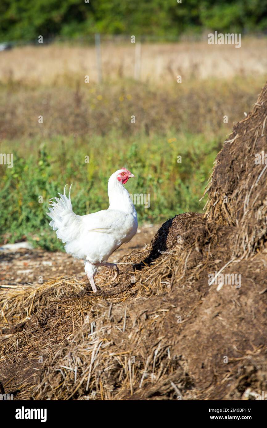 Closeup on a laying hen perched freely in a lush green paddock Stock ...
