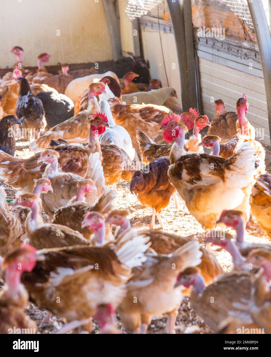 Organic chicken breeding in their shelters Stock Photo - Alamy