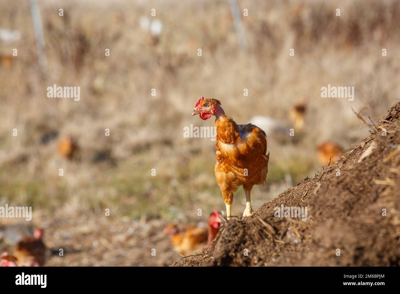 Closeup on a laying hen perched freely in a lush green paddock Stock ...