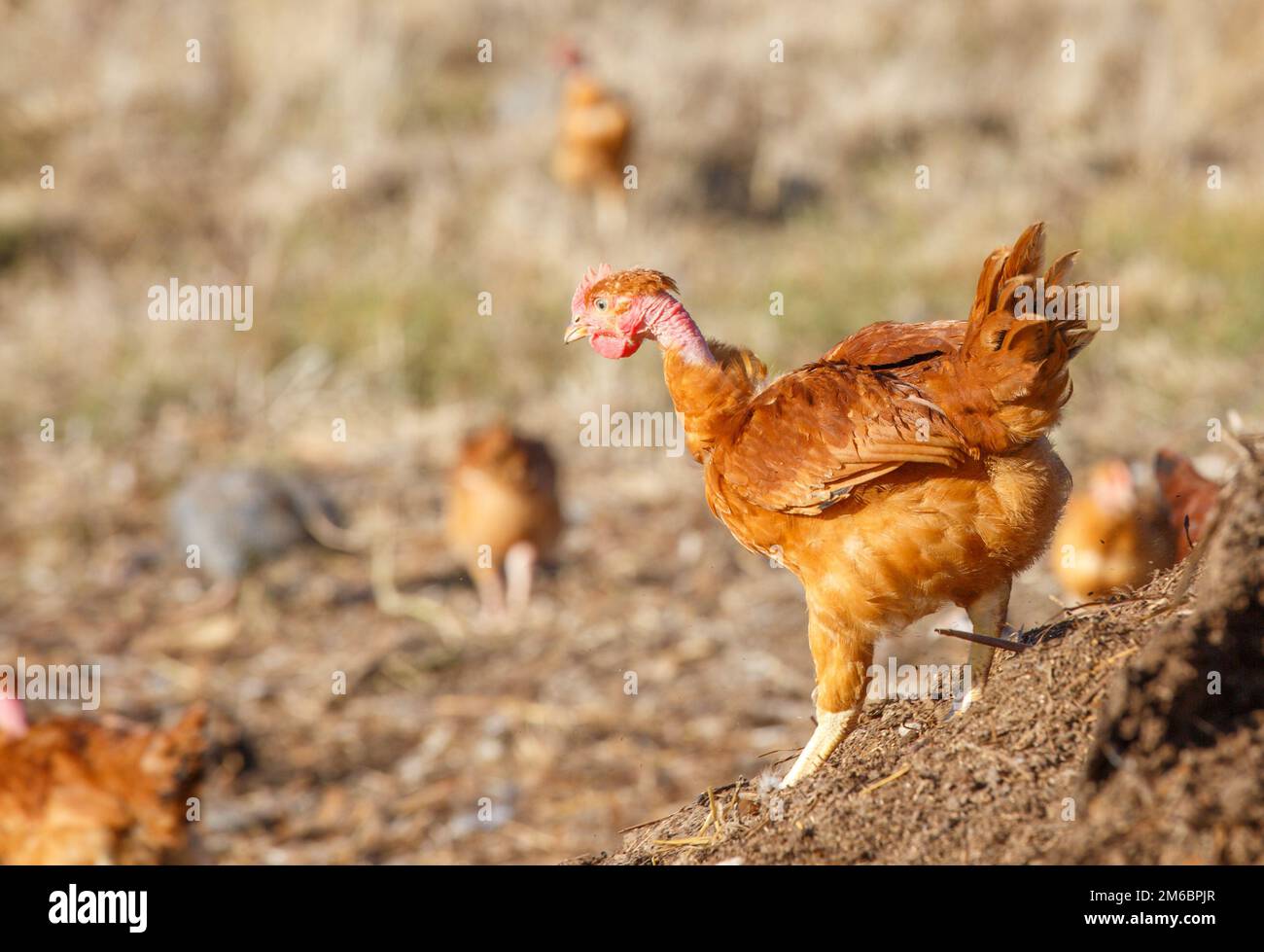 Closeup on a laying hen roaming freely in a lush green paddock Stock ...
