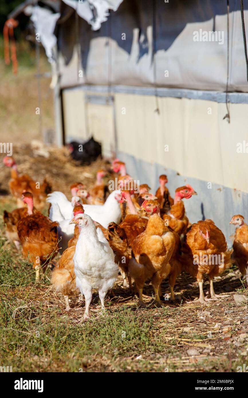 Flock of chickens roam freely in a lush green paddock of an organic breeding Stock Photo - Alamy