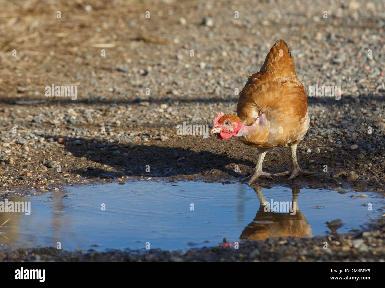 Chicken drinking freely in a lush green paddock Stock Photo - Alamy
