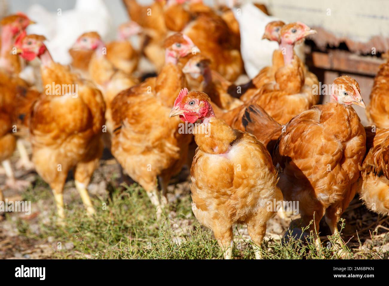 Flock of chickens roam freely in a lush green paddock of an organic ...