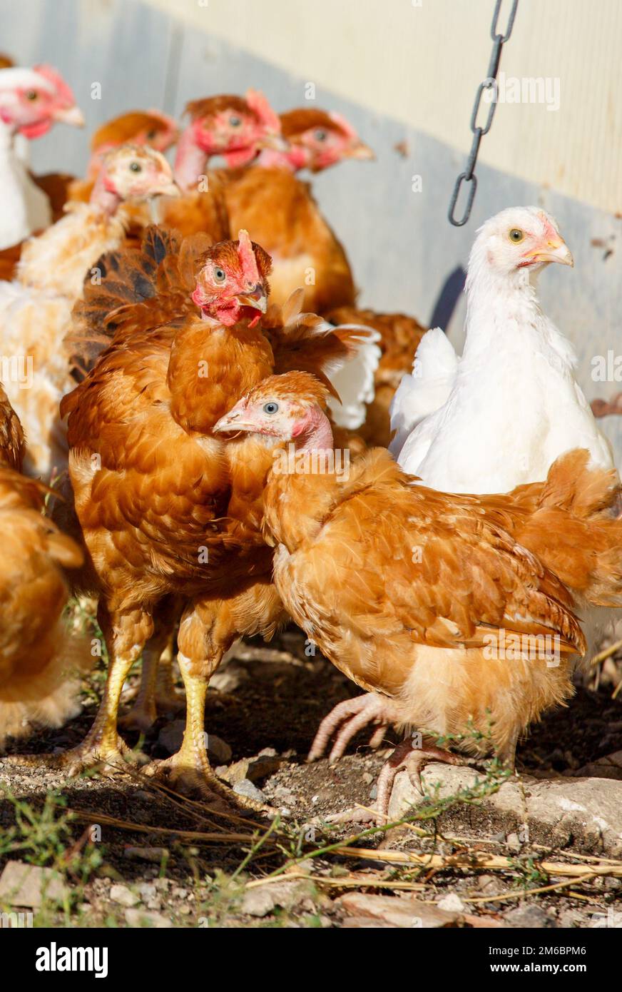 Flock of chickens roam freely in a lush green paddock of an organic ...