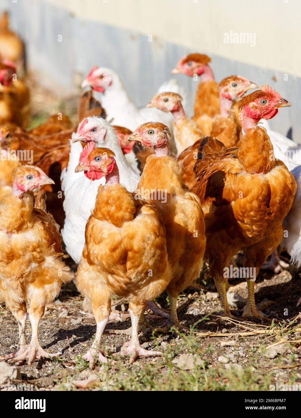 Flock of chickens roam freely in a lush green paddock of an organic ...