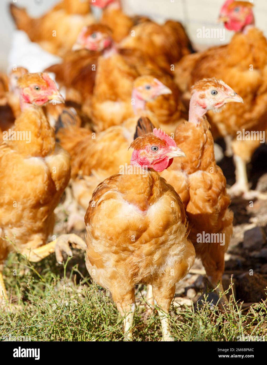 Flock of chickens roam freely in a lush green paddock of an organic ...